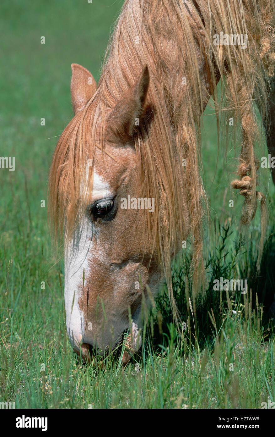 Mustang (Equus caballus) mare with long tangled mane, grazing in autumn ...
