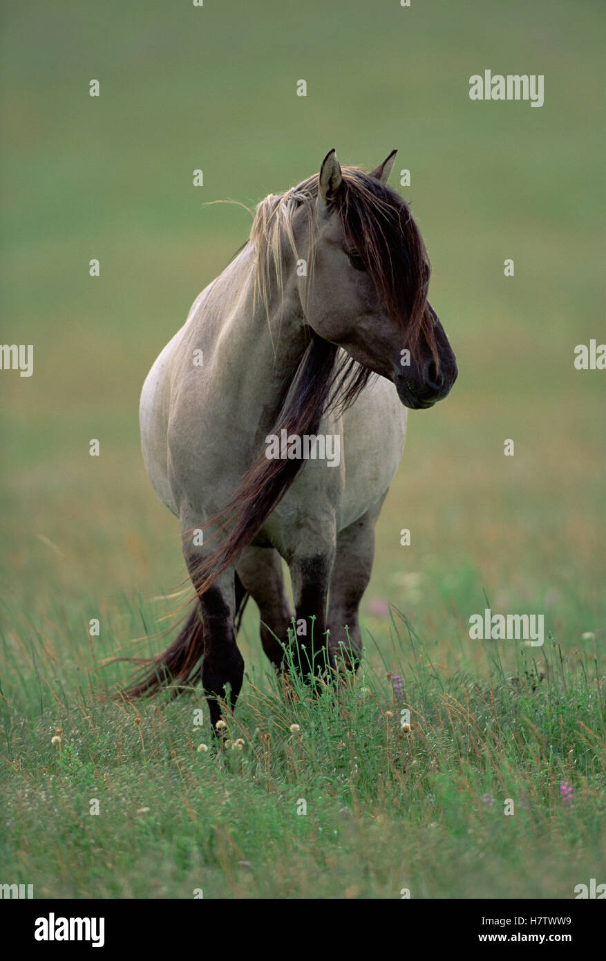 Mustang (Equus caballus) portrait of stallion with long mane, summer ...