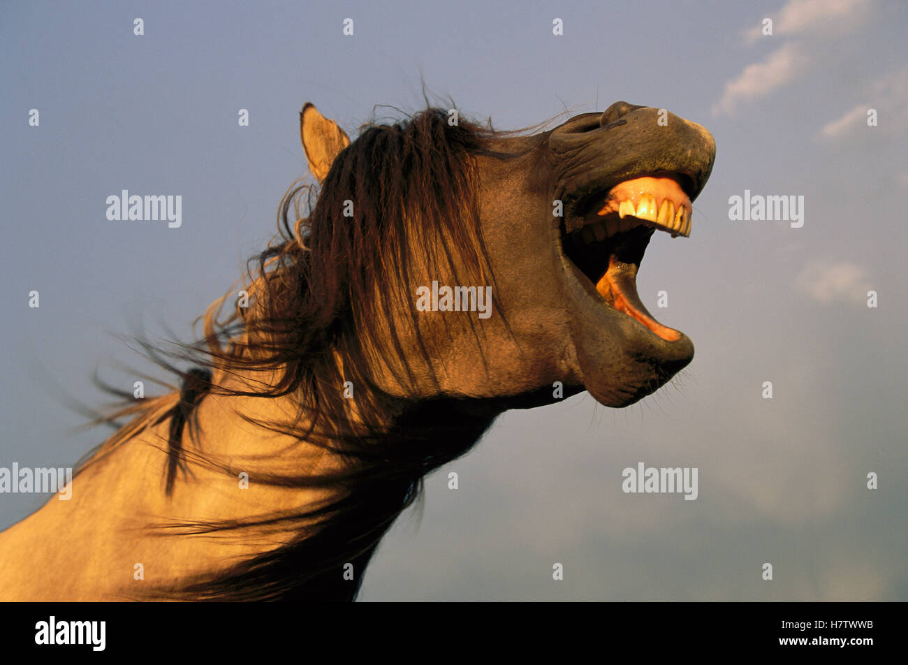 Mustang (Equus caballus) stallion yawning in evening sunlight, Wyoming ...