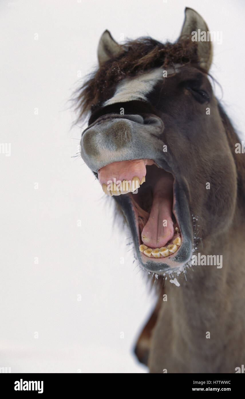 Mustang (Equus caballus) stallion yawning, Wyoming Stock Photo - Alamy