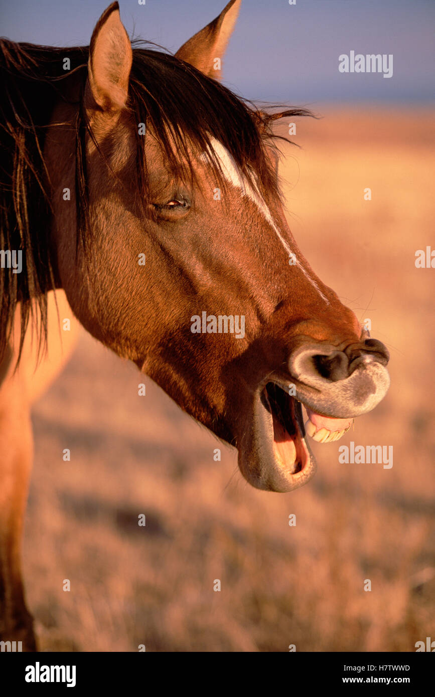Mustang (Equus caballus) portrait of stallion yawning, evening sunlight ...