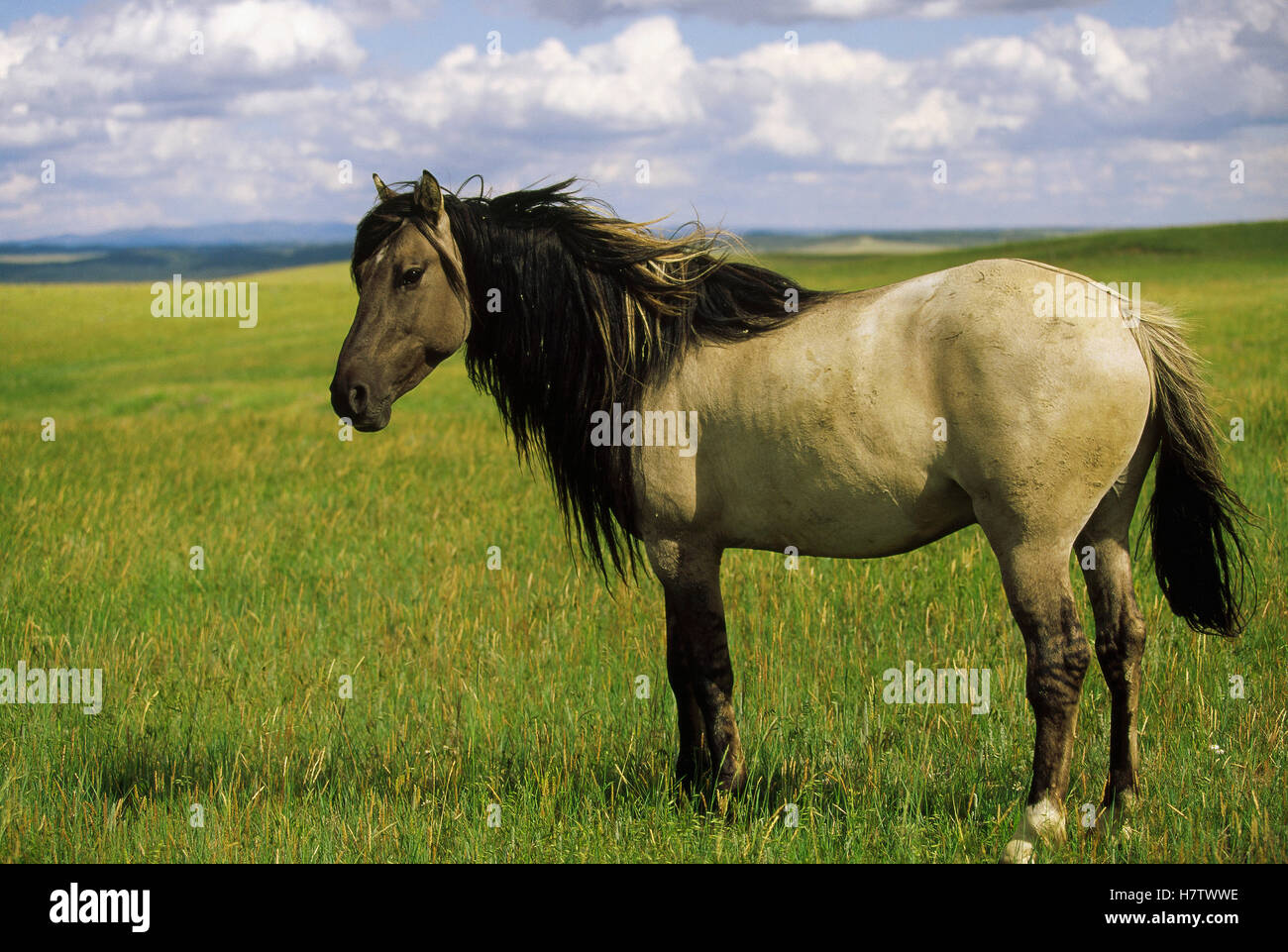 Mustang (Equus caballus) stallion with long mane that protects blood ...