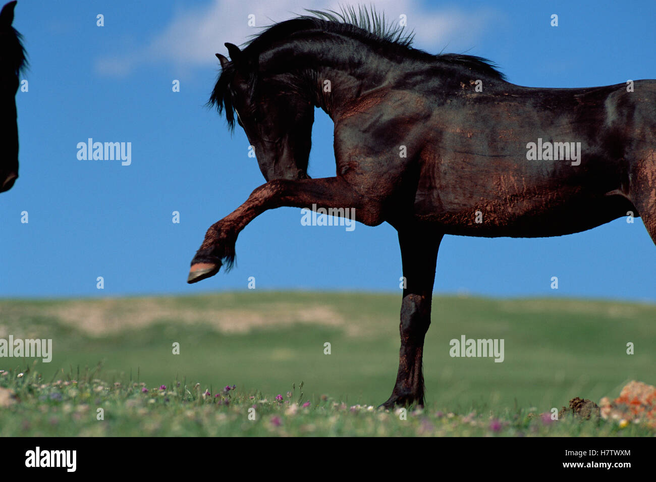 Mustang (Equus caballus) young black stallion postures with foreleg ...