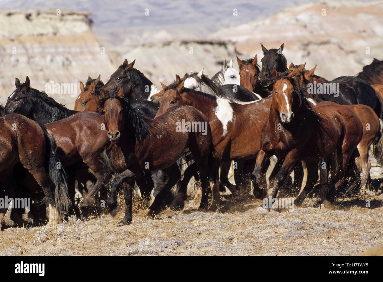 Mustang (Equus caballus) family band running together in desert ...
