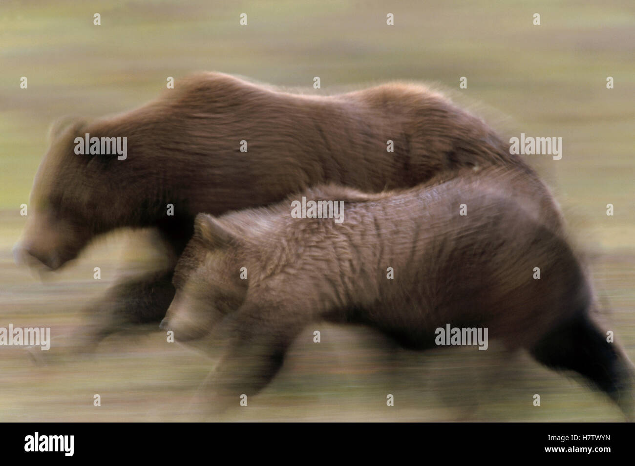 Grizzly Bear (Ursus arctos horribilis) sow and yearling cub running ...