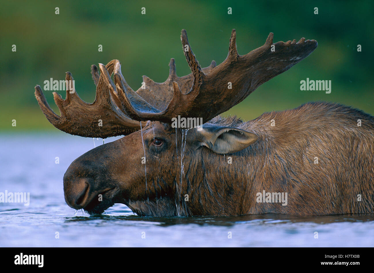 Alaska Moose (Alces alces gigas) bull with water dripping from antlers ...