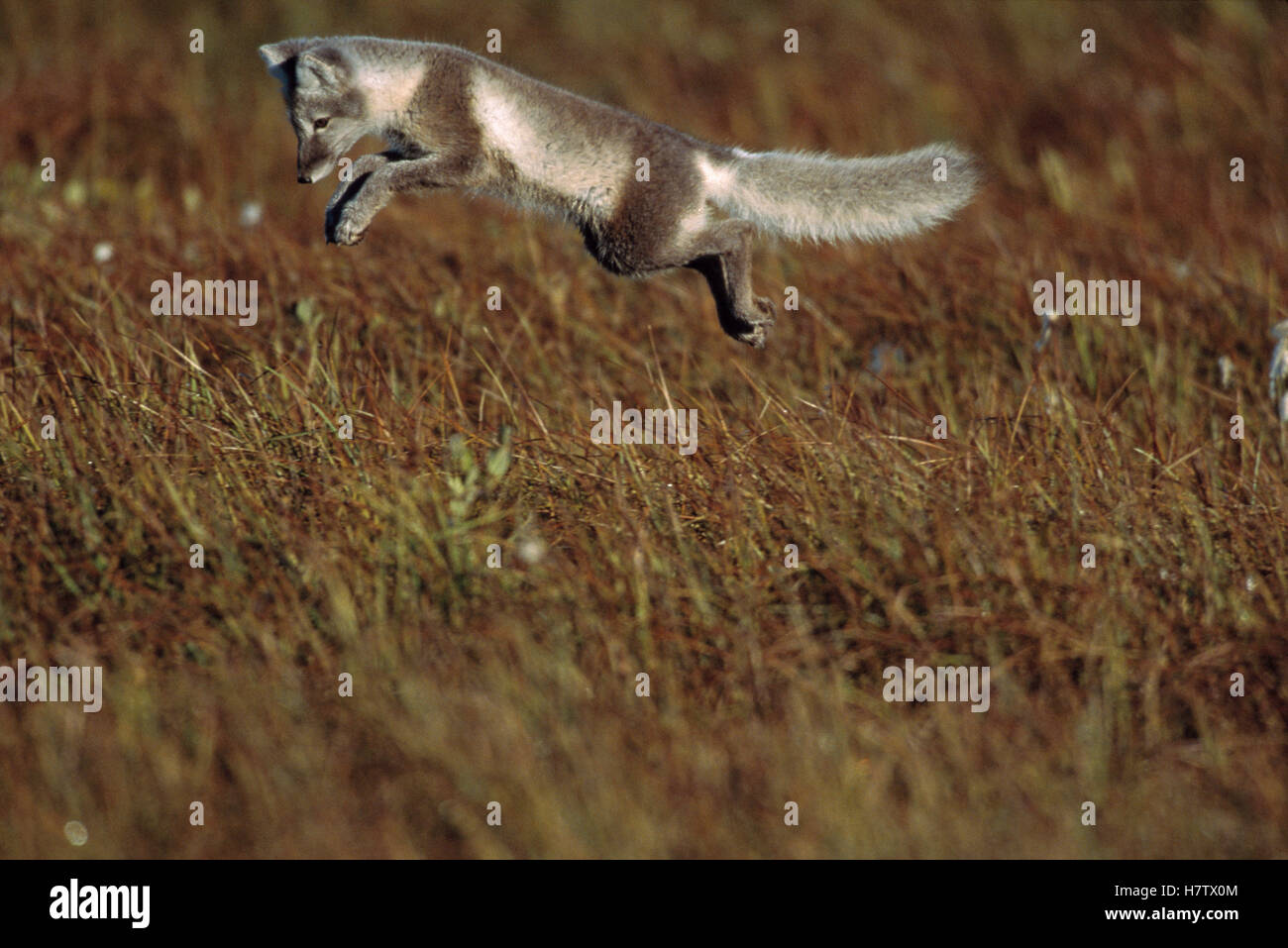Arctic Fox (Alopex lagopus) juvenile pouncing on prey in tundra, North ...