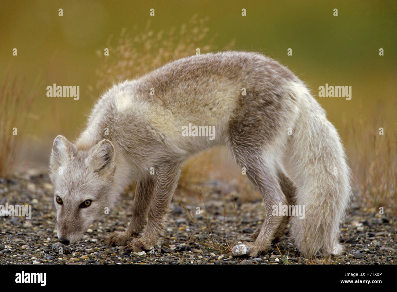 Arctic Fox (Alopex lagopus) adult looking for food in gravel bar in ...