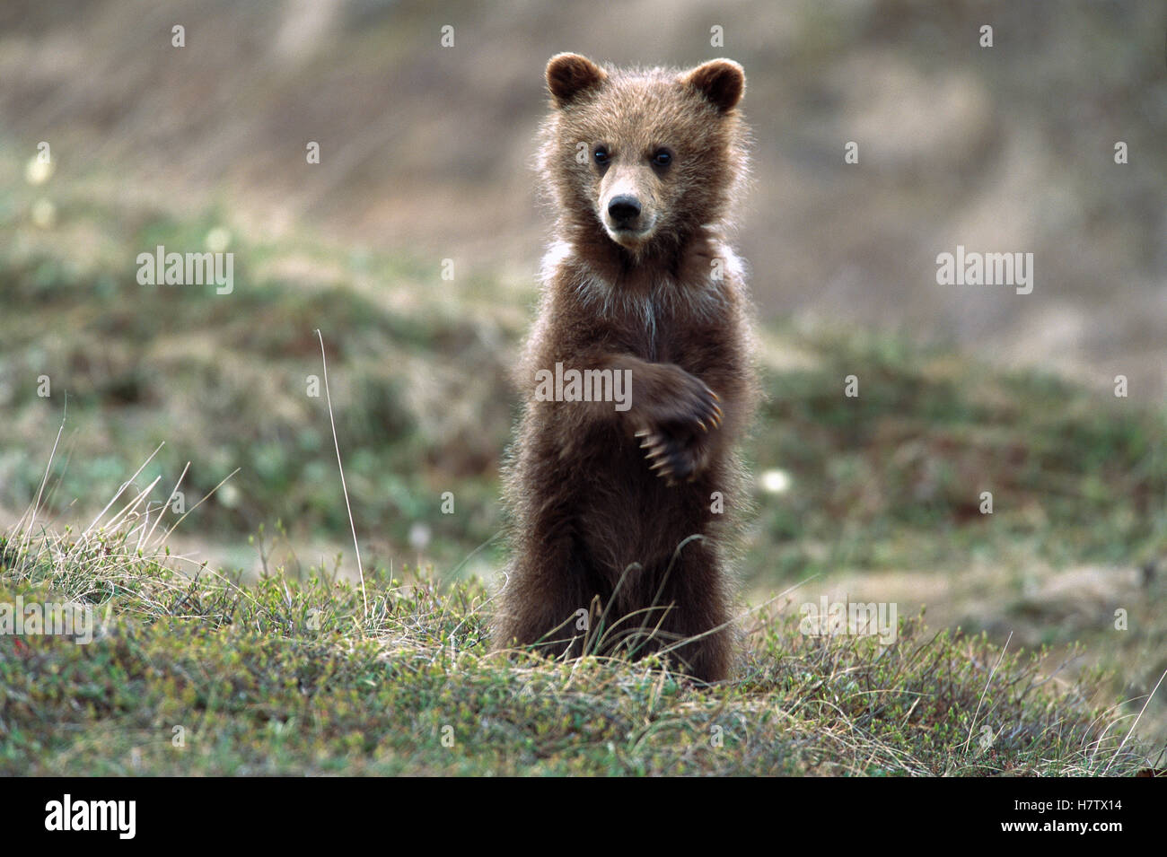Grizzly Bear (Ursus arctos horribilis) spring cub standing on hind legs ...