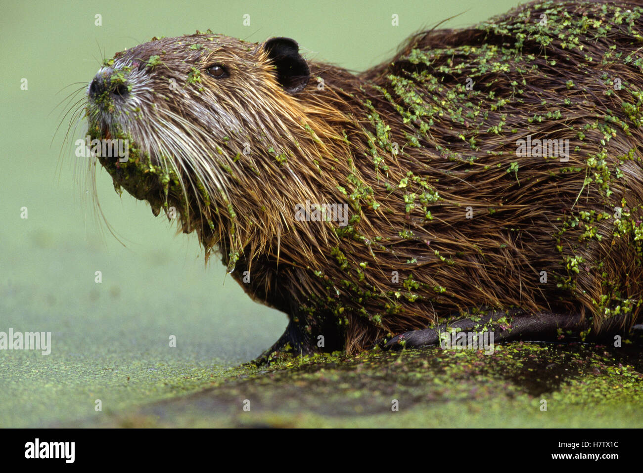 Nutria louisiana hi-res stock photography and images - Alamy