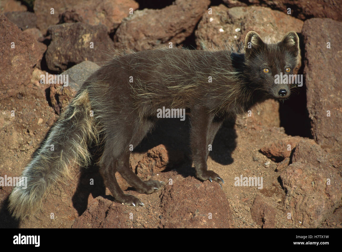 Arctic Fox (Alopex lagopus) in blue phase, vixen returning to den in ...