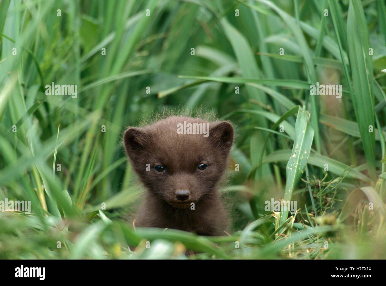 Arctic Fox (Alopex lagopus) pup in blue phase at entrance of burrow ...