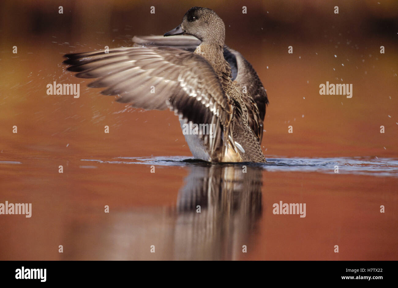Northern Pintail (Anas acuta) female flapping wings in glacial kettle ...