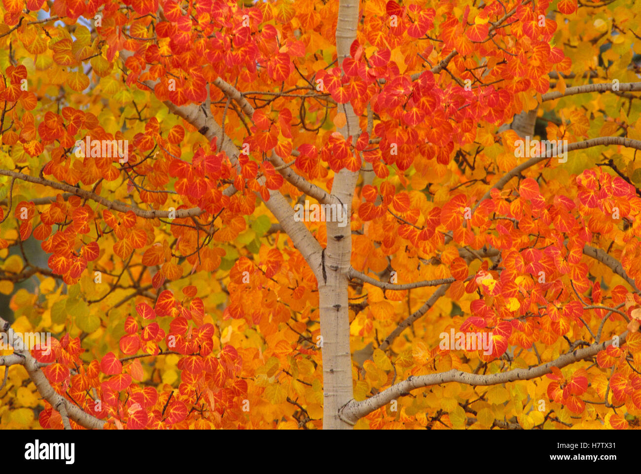 Quaking Aspen (Populus tremuloides) tree turning color in autumn, Yukon ...