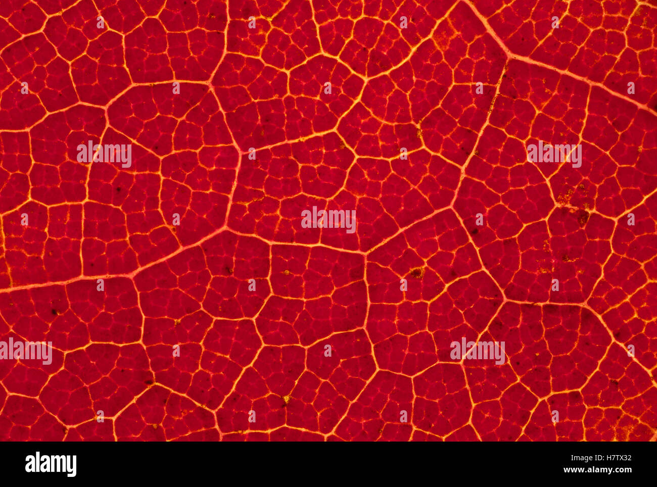 Sugar Maple (Acer saccharum) leaf, close up of groups of cells turning ...