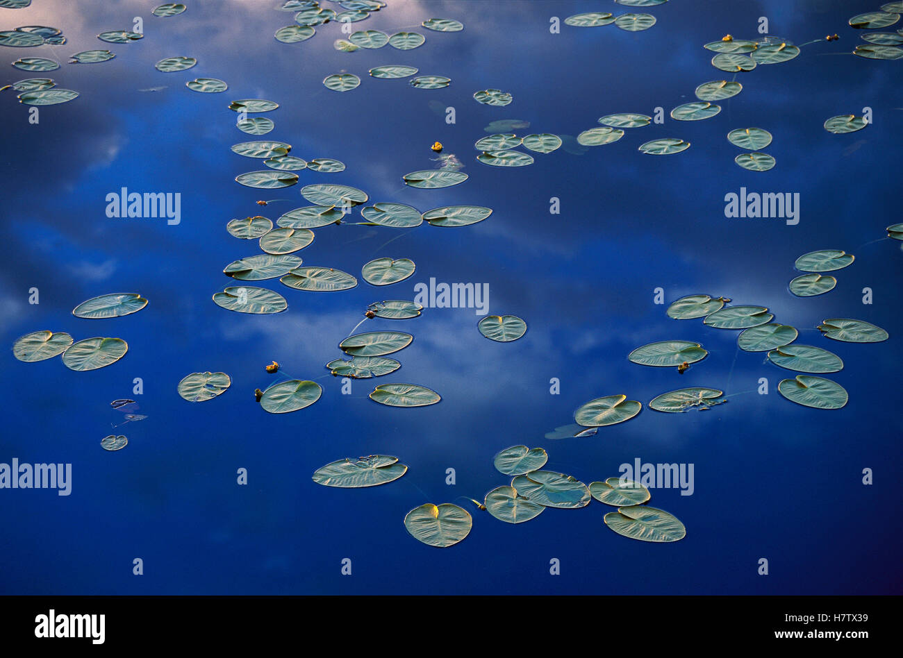 Lily pads and cumulus clouds reflected in lake, summer, Ingraham Trail ...
