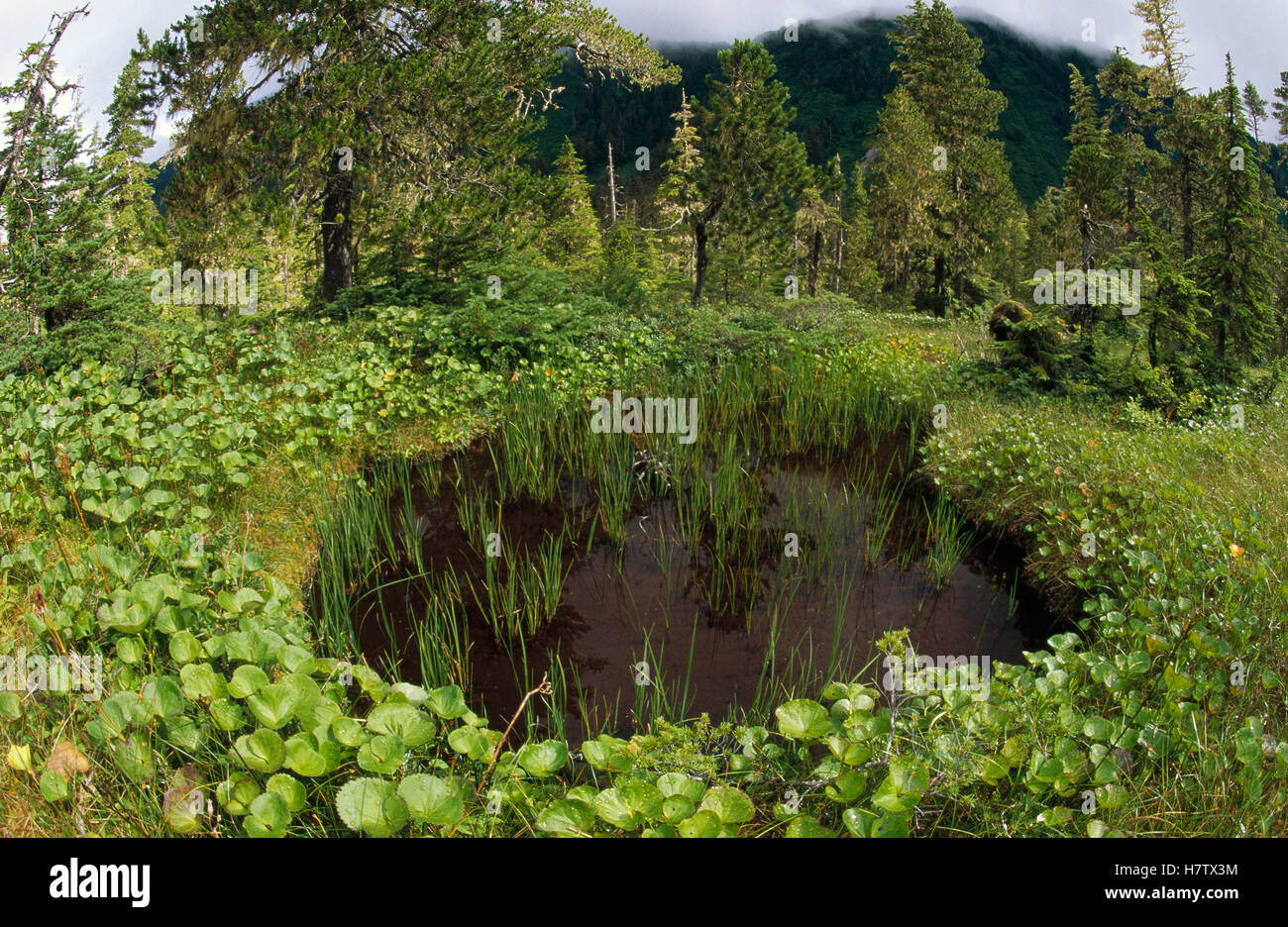 Pond surrounded by trees and wetland vegetation, summer, Douglas Island ...