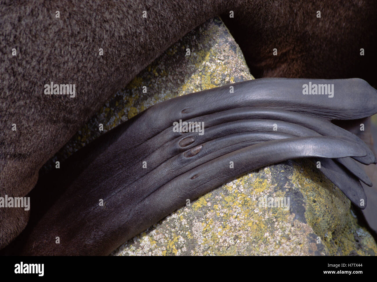 Northern Fur Seal (Callorhinus ursinus) three long hind flipper with ...