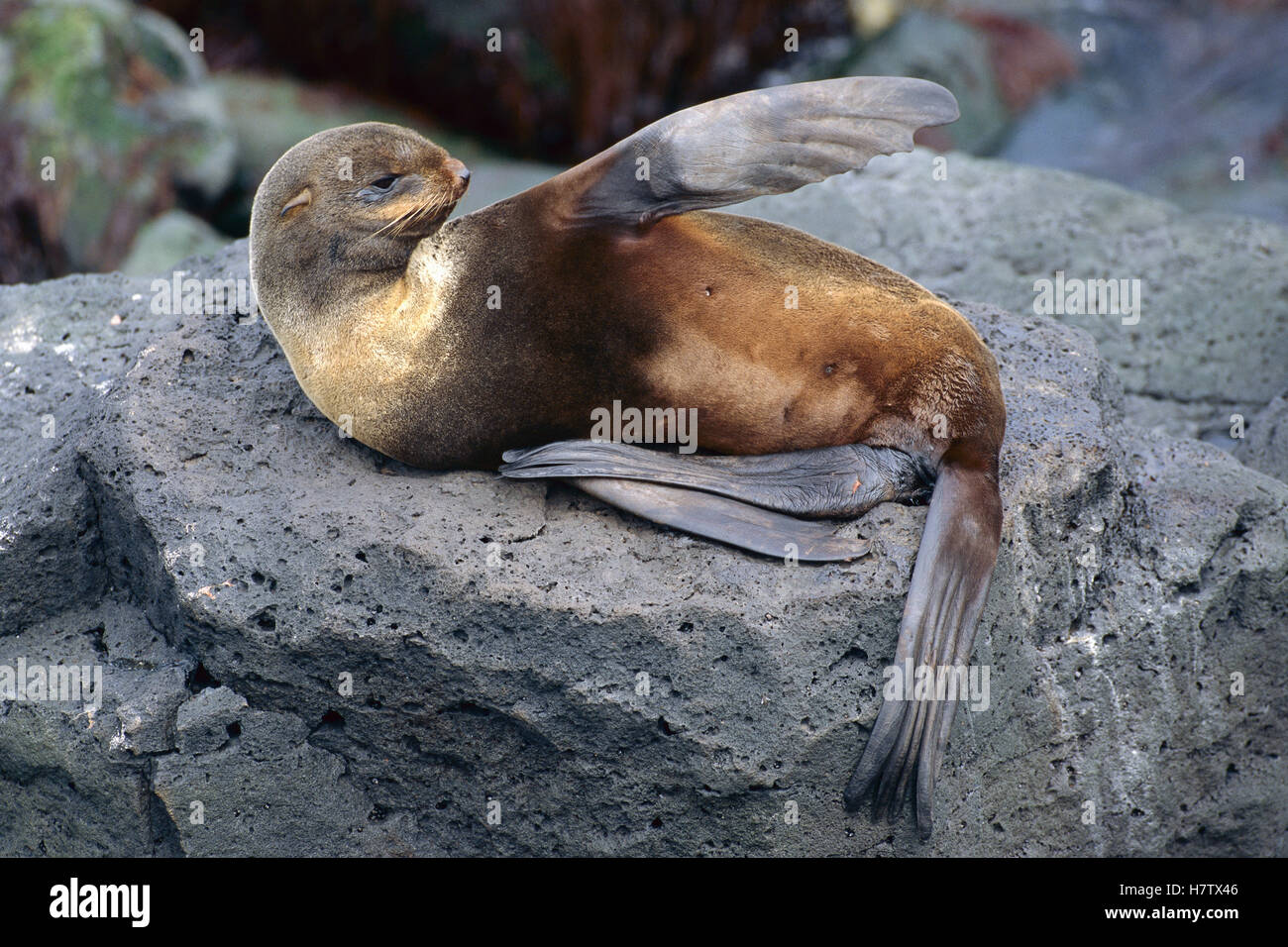 Northern Fur Seal (Callorhinus ursinus) female raising front flipper to ...