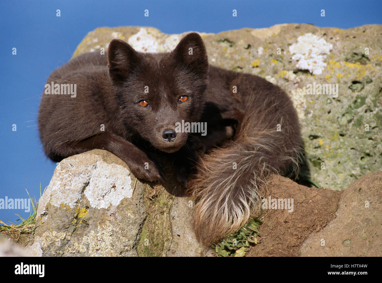 Arctic Fox (Alopex lagopus) in blue phase on coastal cliff, Saint Paul ...