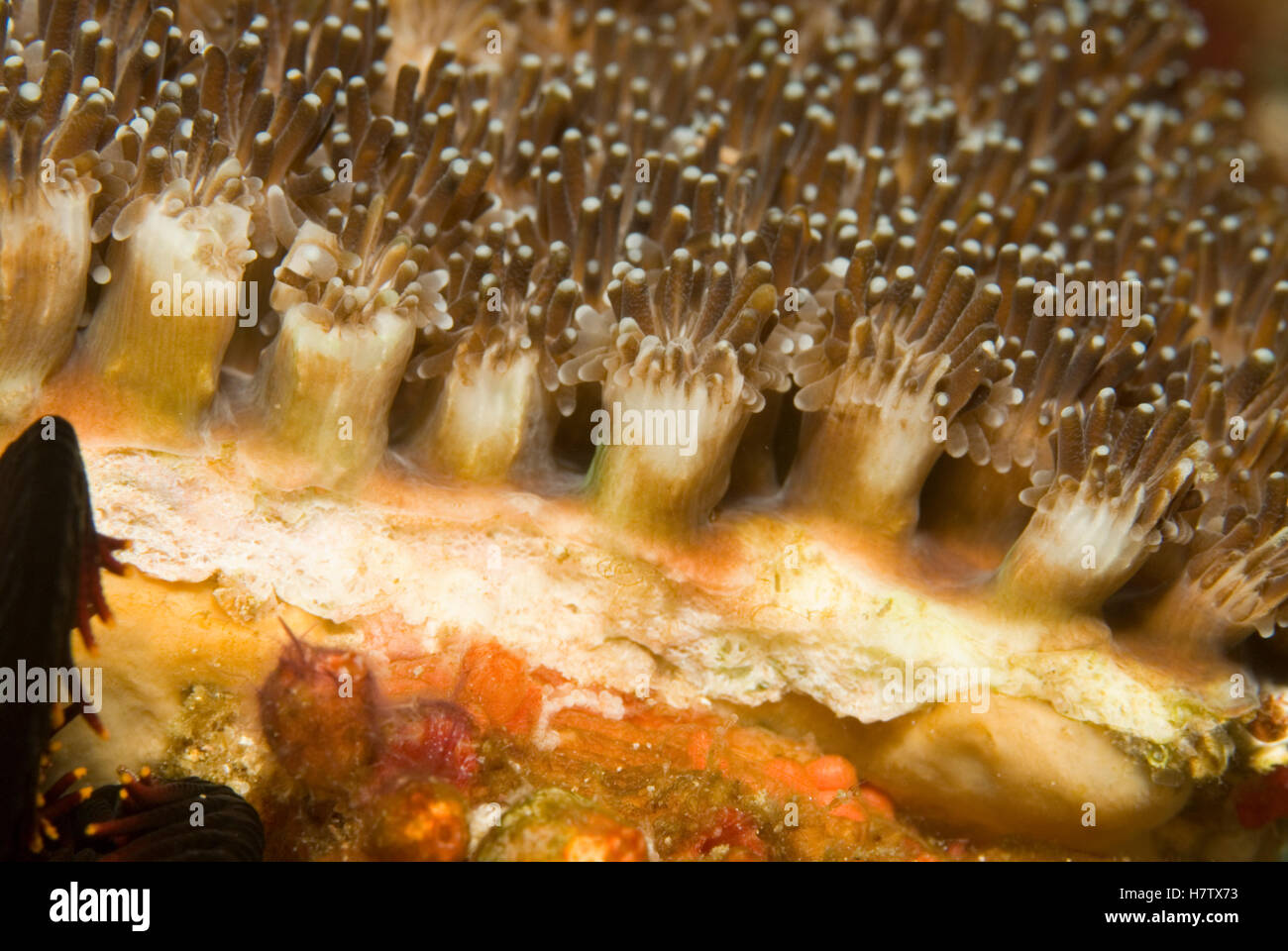Coral polyps open and extended to feed in the ocean current, Komodo ...