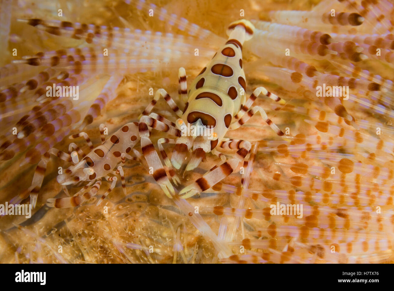 Periclimenes colemani asthenosoma varium hi-res stock photography and ...