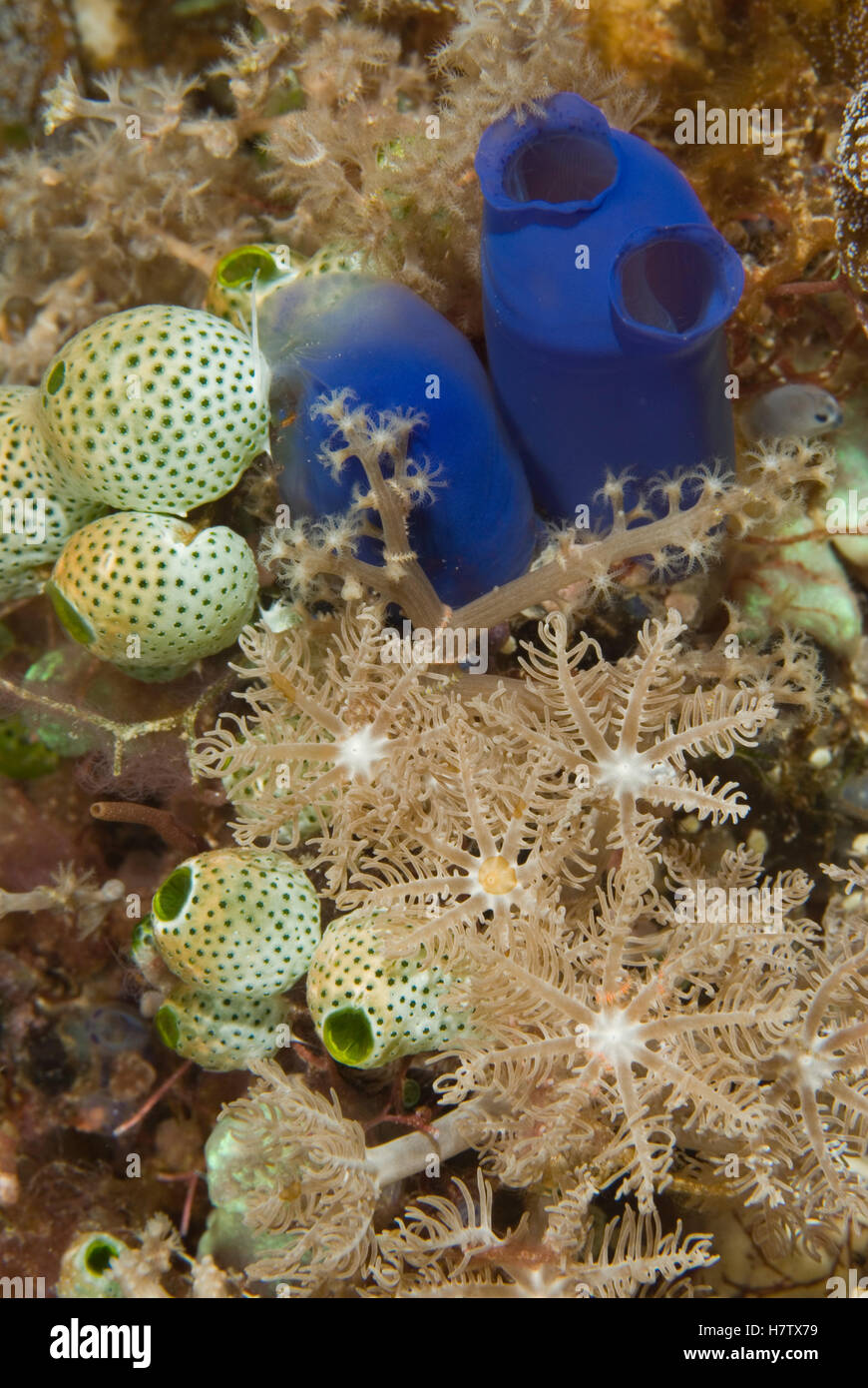 Brightly colored tunicates, Komodo Island, Indonesia Stock Photo - Alamy