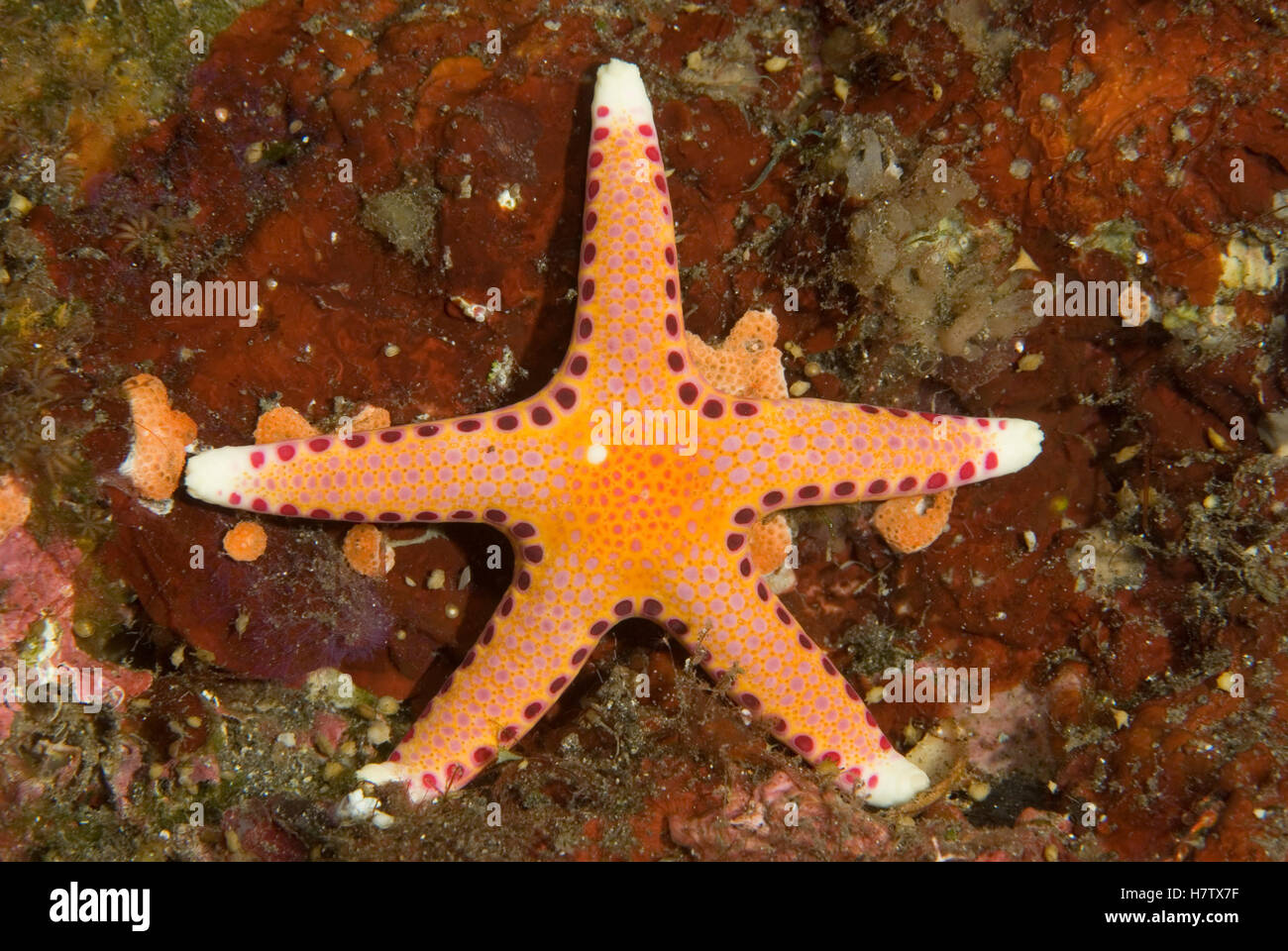 Sea star, Komodo Island, Indonesia Stock Photo - Alamy