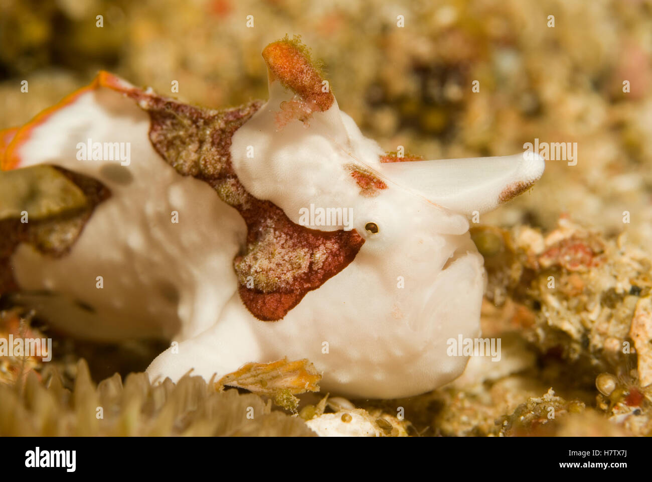 Warty Frogfish (Antennarius maculatus) with this red and white ...