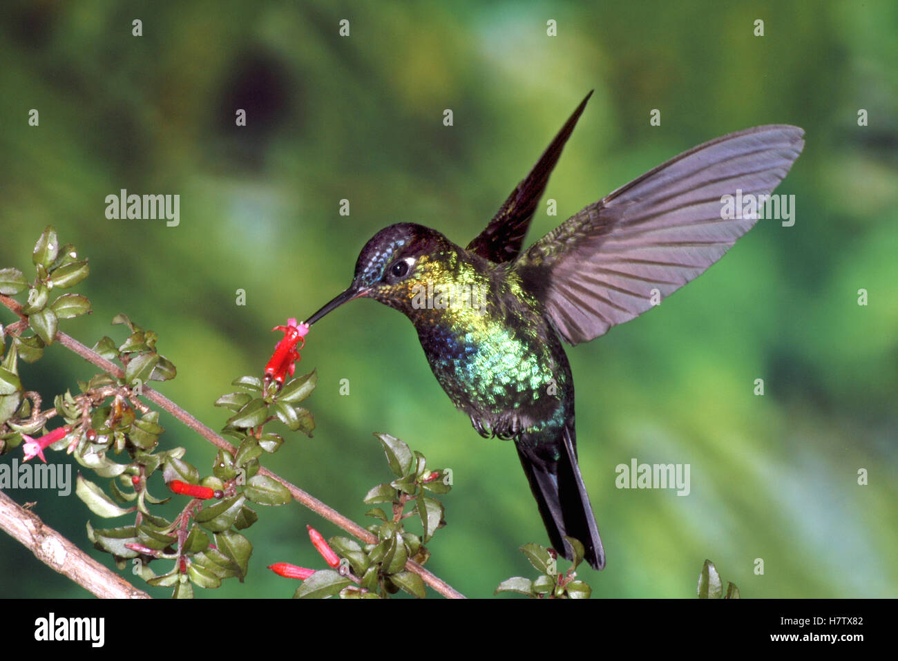 Fiery-throated Hummingbird (Panterpe insignis) hummingbird feeding at ...