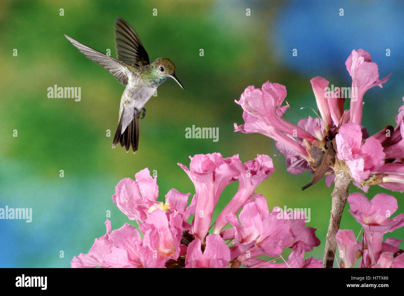 Mangrove Hummingbird (Amazilia boucardi) male at Puiva Tree (Tabebuia ...