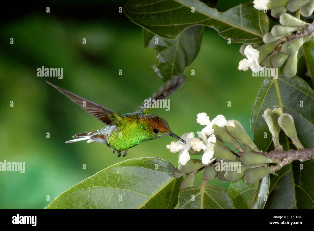 Coppery-headed Emerald (Elvira cupreiceps) hummingbird male at tree ...
