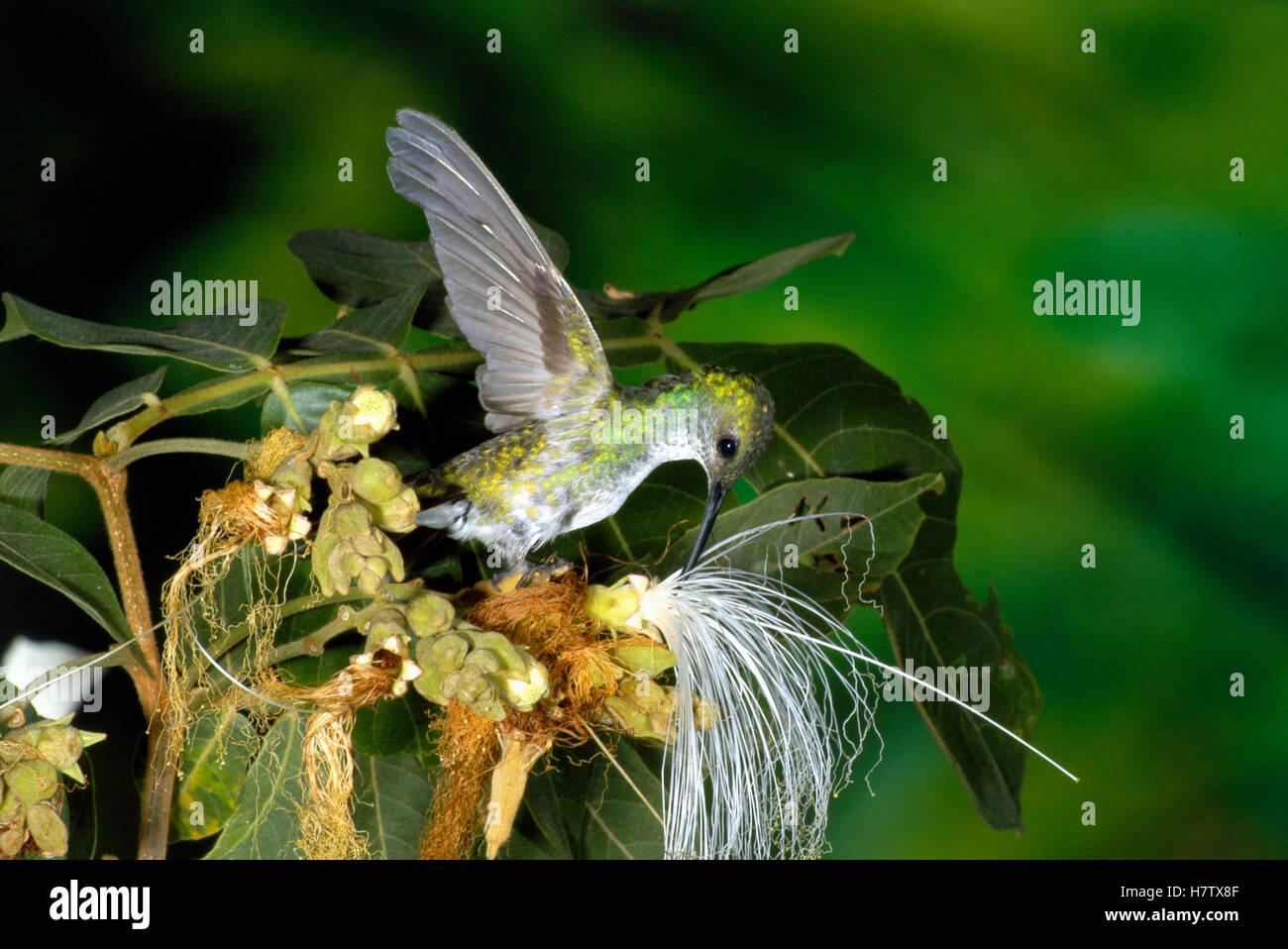 Mangrove Hummingbird (Amazilia boucardi) female at River Koko (Inga ...