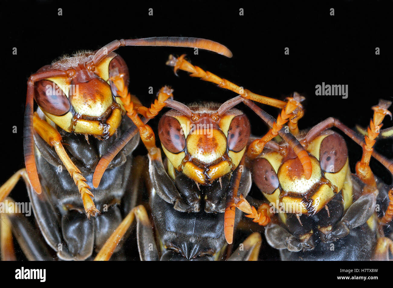 Paper Wasp (Polistes instabilis) trio, Costa Rica Stock Photo - Alamy