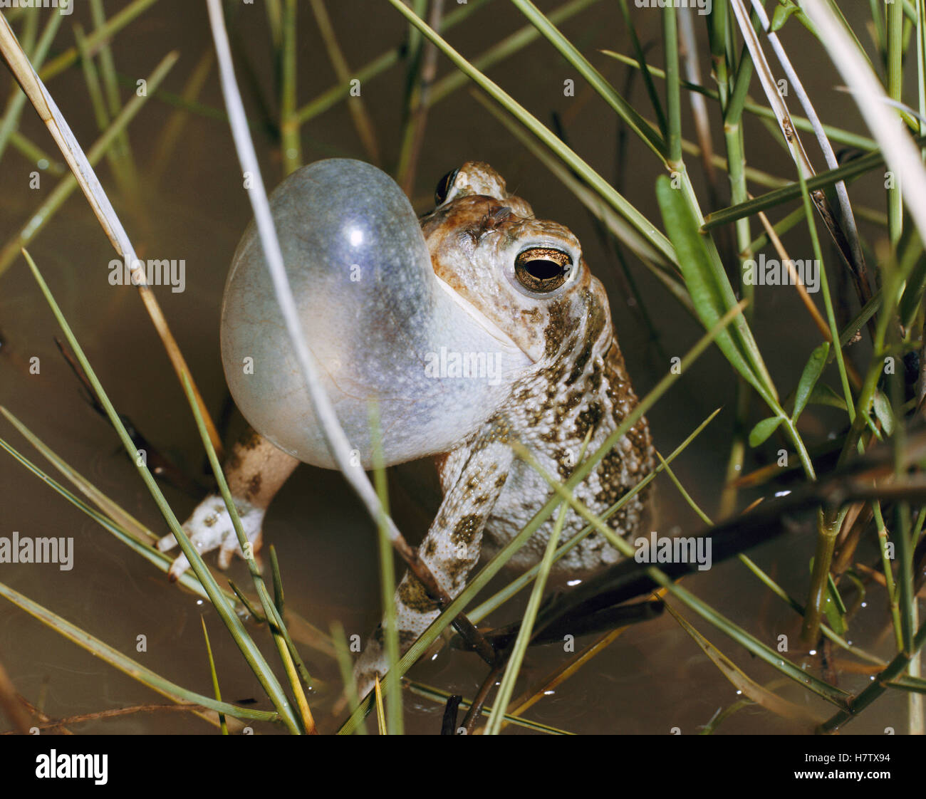 Great Plains Toad (Bufo cognatus) male calling, native to North America ...
