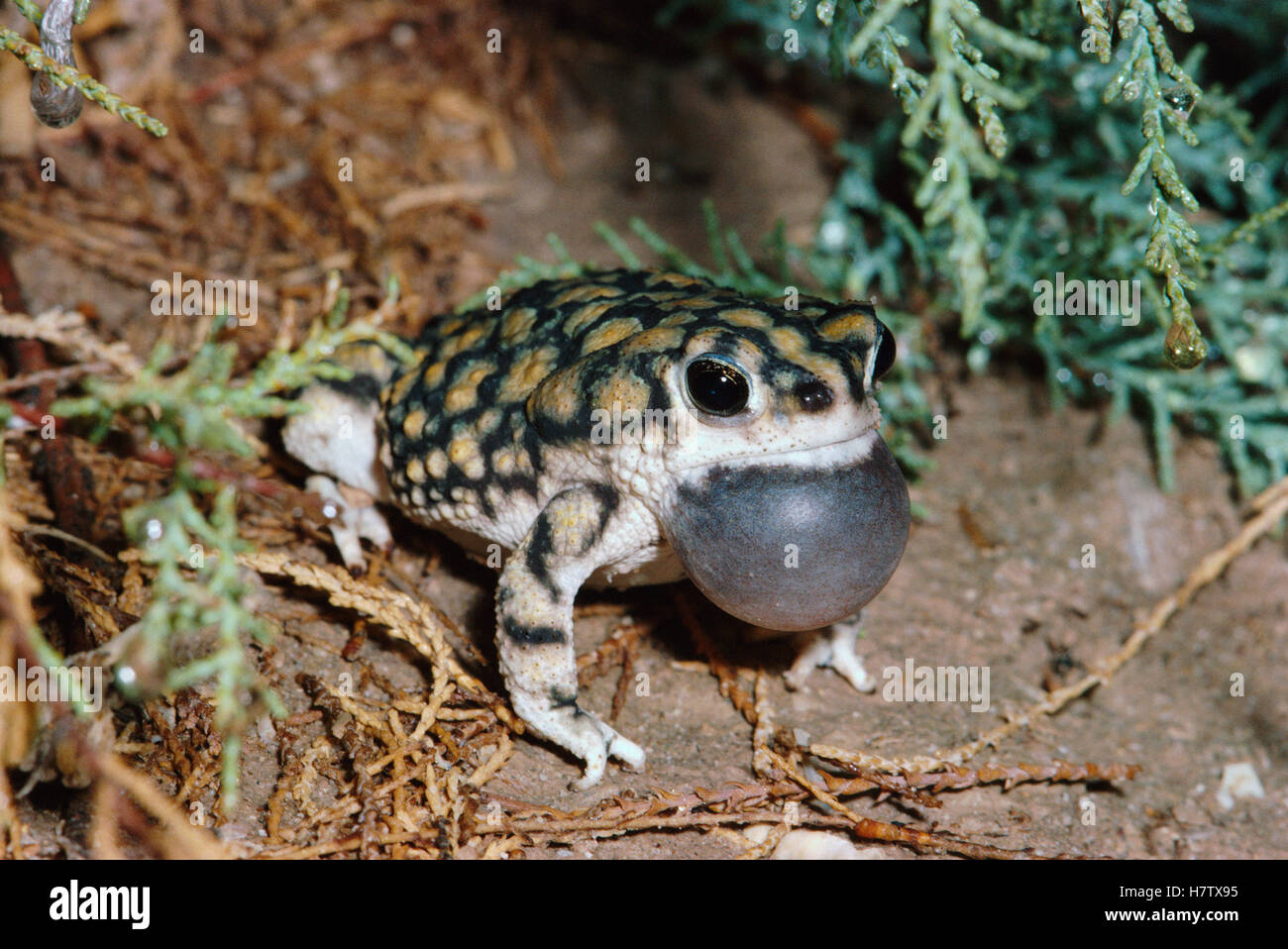 Sonoran Green Toad (Bufo retiformis) male vocalizing, North America ...