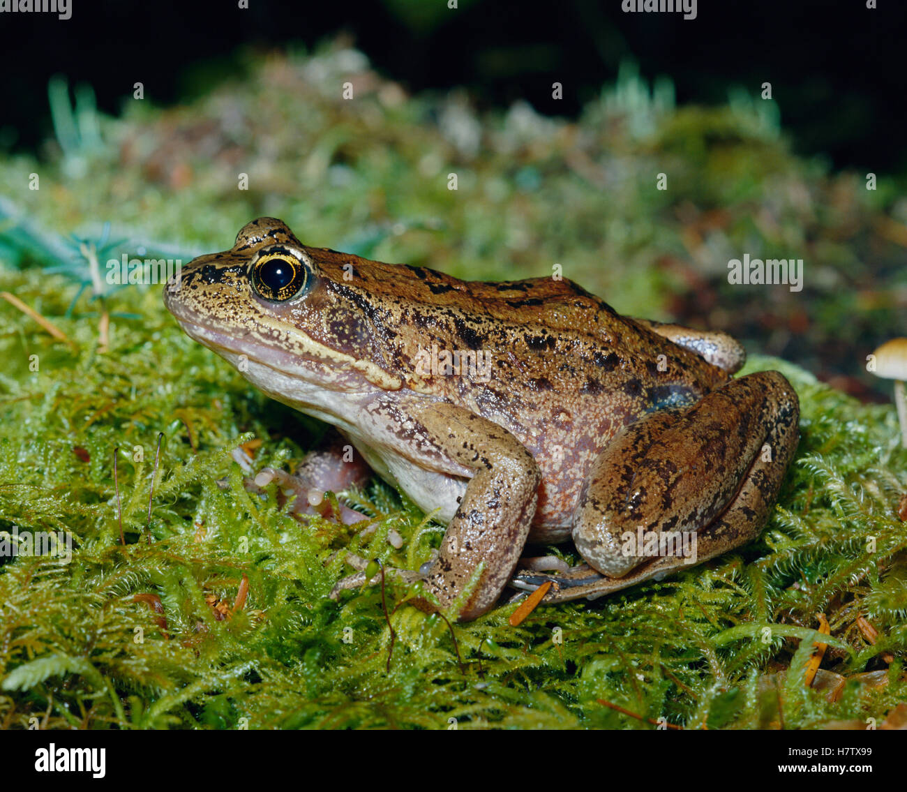 Red-legged Frog (Rana aurora) on moss, Olympic National Park ...