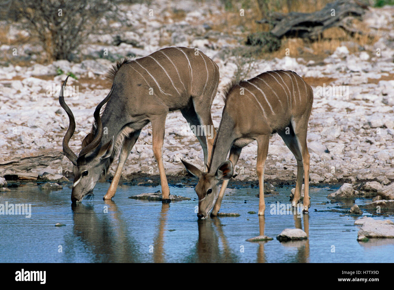 Greater Kudu (Tragelaphus strepsiceros) male and female at waterhole, Etosha National Park ...