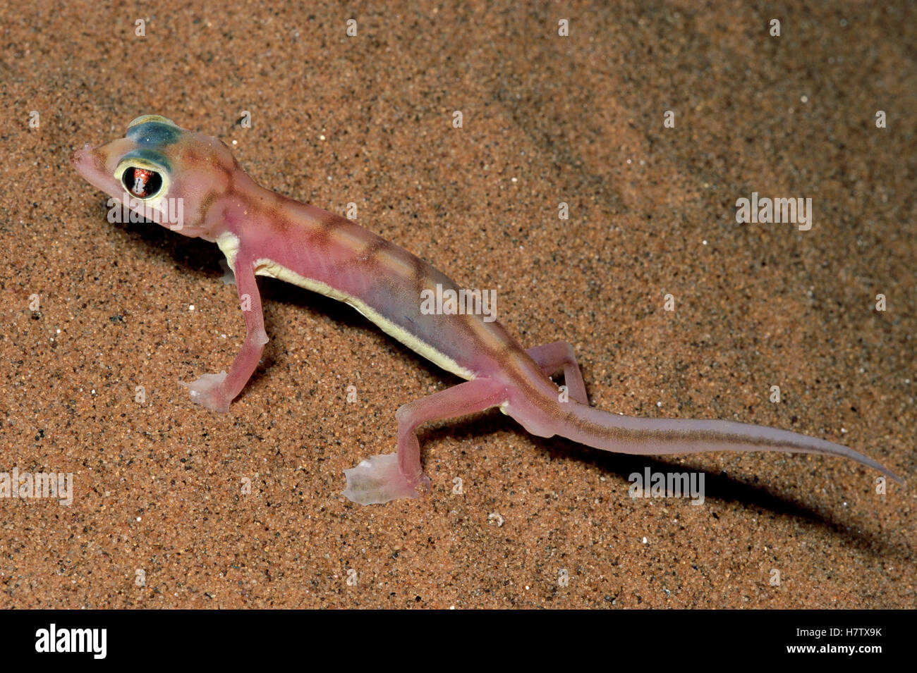 Namib Sand Gecko (Palmatogecko rangei) on sand dunes, Namib Desert ...