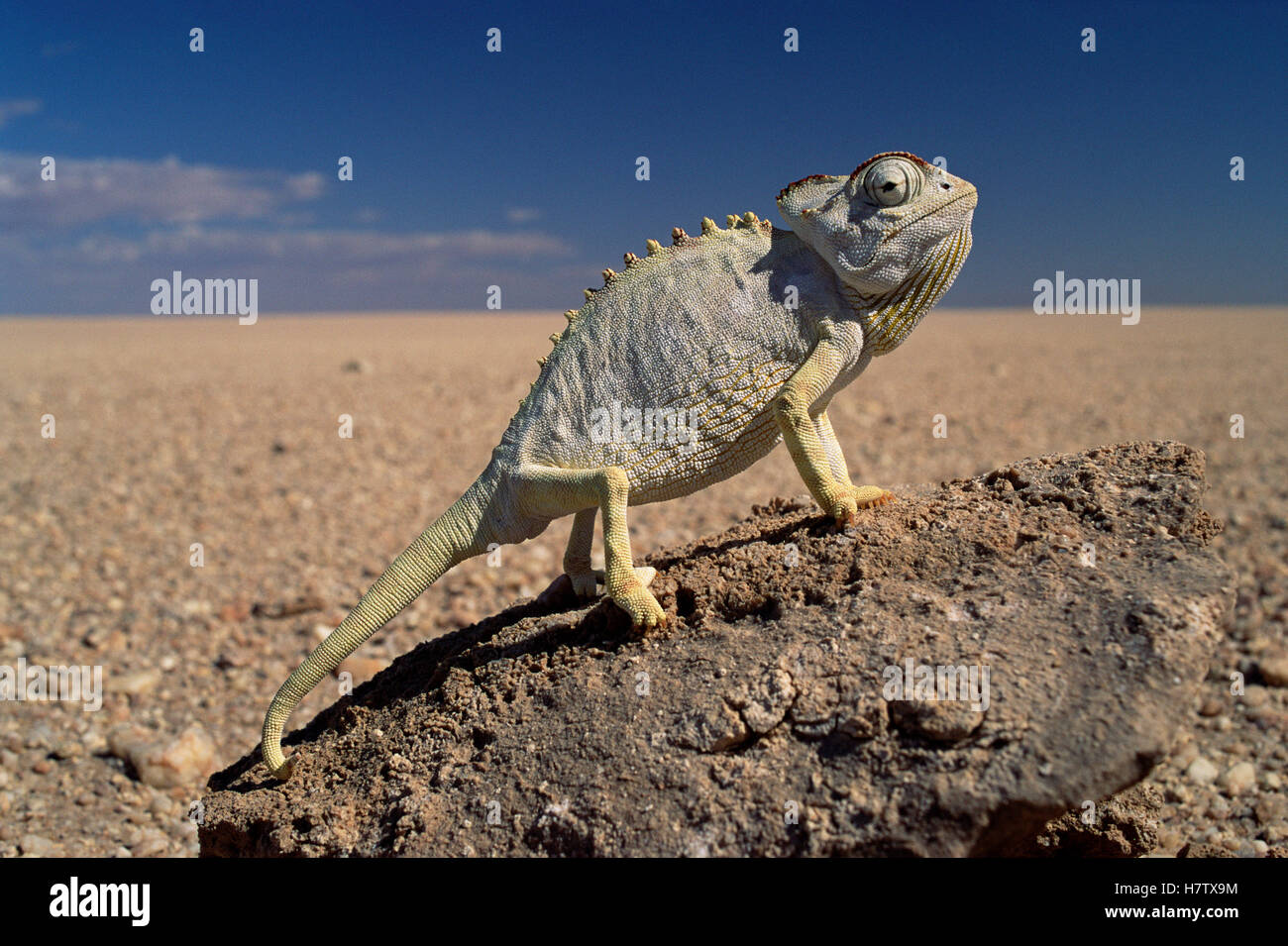 Namaqua Chameleon (Chamaeleo namaquensis) thermoregulating, Namib ...