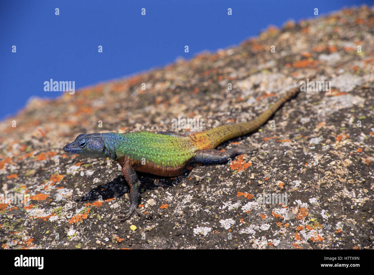 Common Flat Lizard (Platysaurus intermedius) sunning on rock, Matopos ...