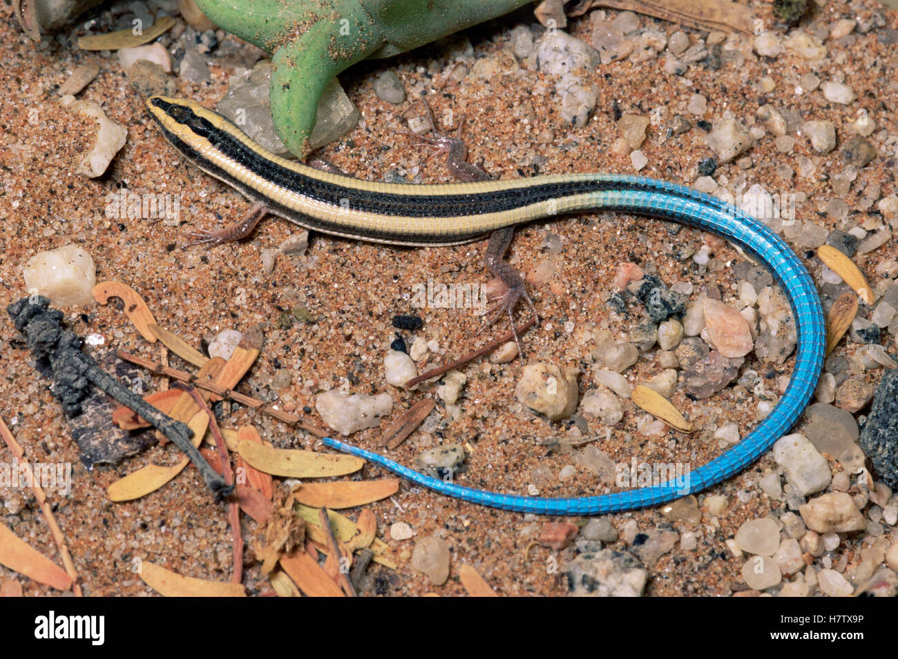 Dwarf Plated Lizard (Cordylosaurus subtessellatus), Namib Desert ...