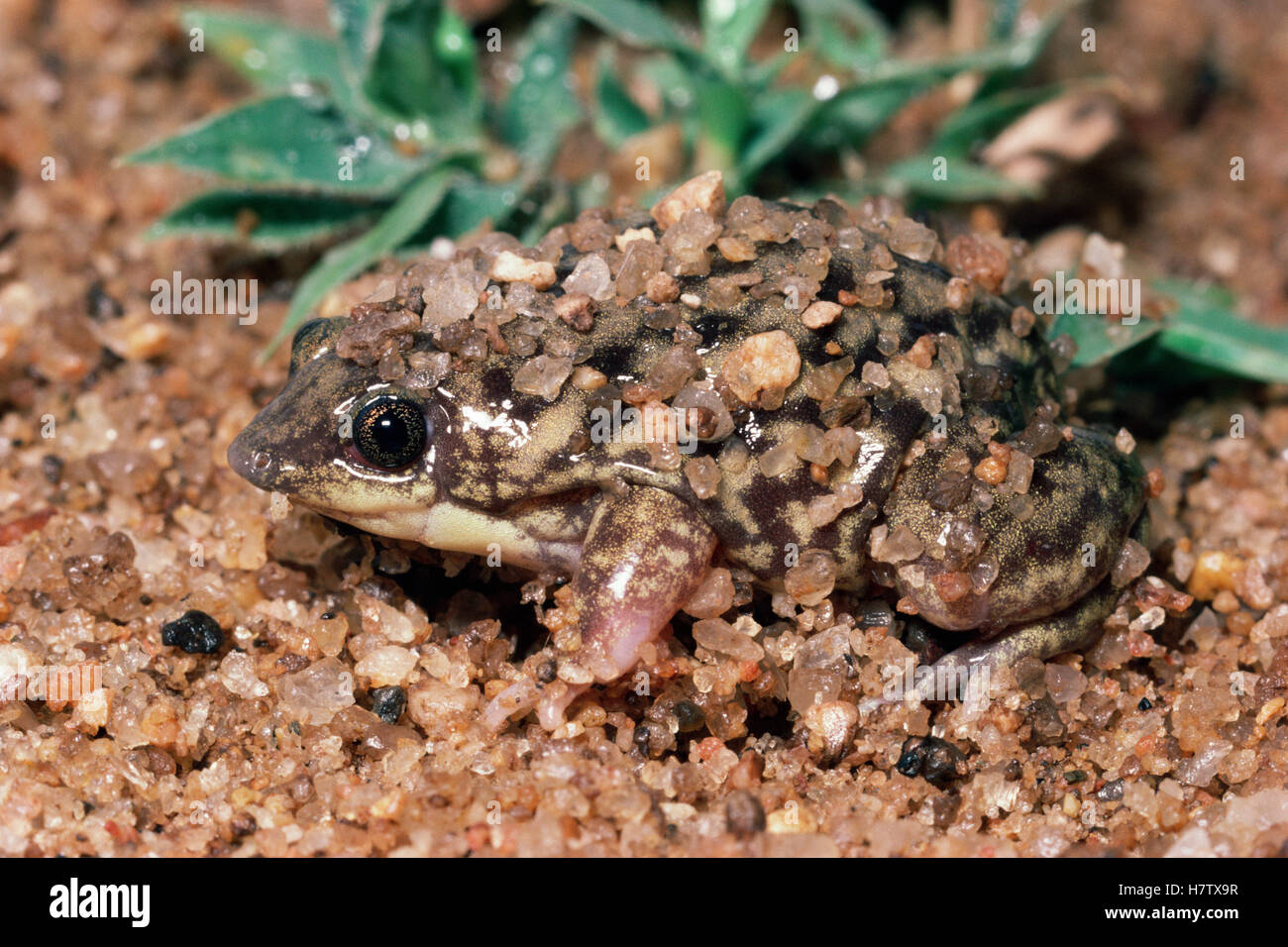 Mottled Shovel-nosed Frog (Hemisus marmoratus) burrowing into ground ...