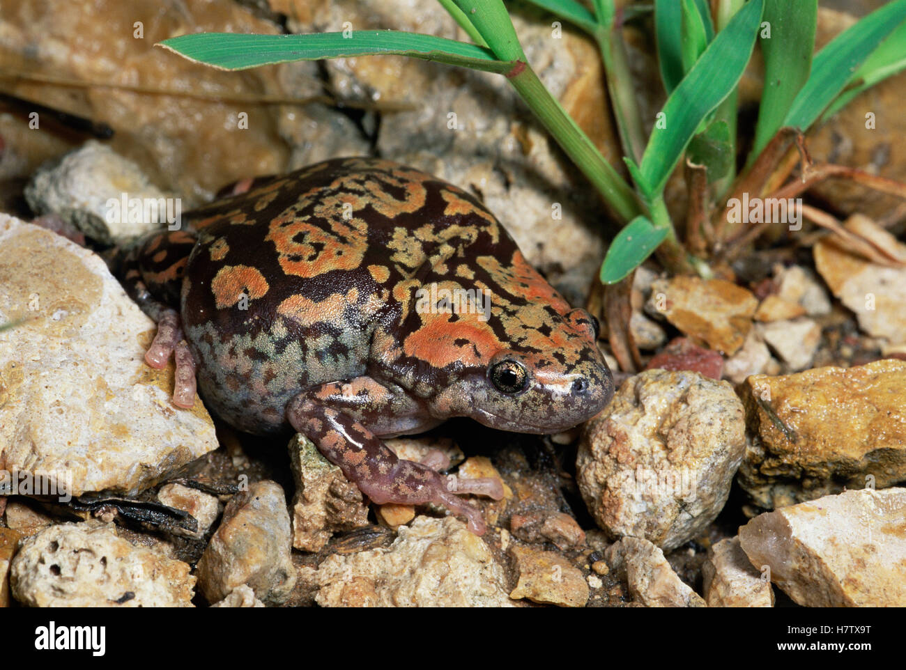 Marbled Rubber Frog (Phrynomerus annectens), Namib Desert, Namibia ...