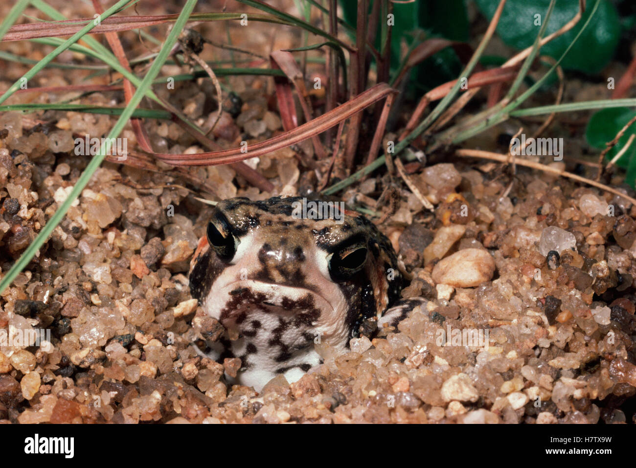 Rain Frog (Breviceps sp) burrowing into ground, South Africa Stock ...