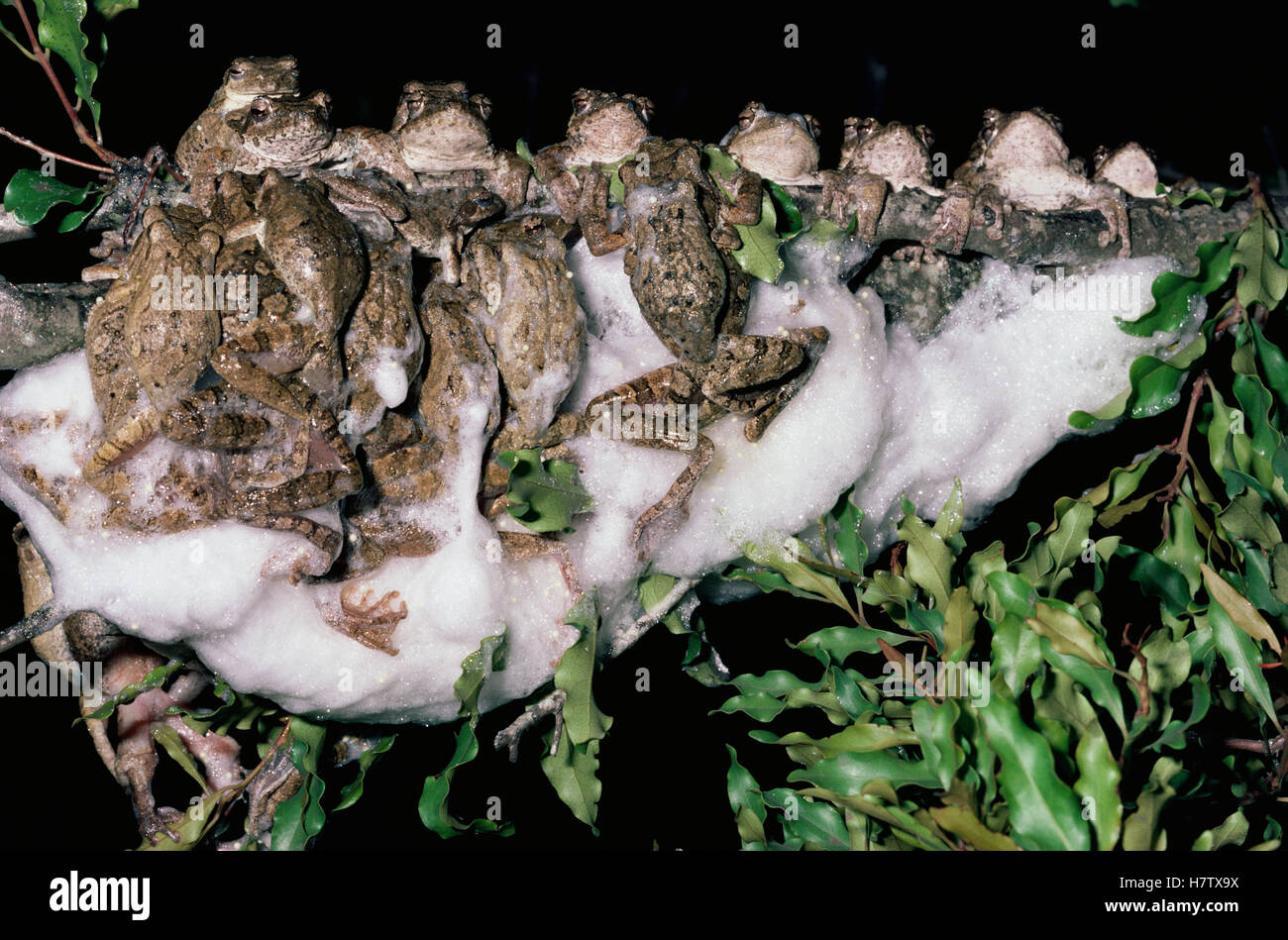 Grey Tree Frog (Chiromantis xerampelina) group foam nesting over seasonal pond, South Africa ...