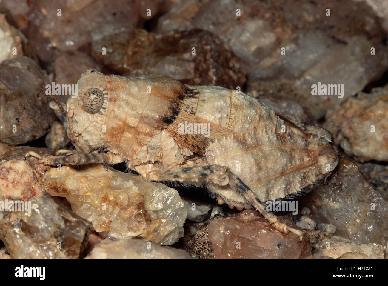 Grasshopper (Crypsicerus cubicus) camouflaged as a stone, Namib Desert ...