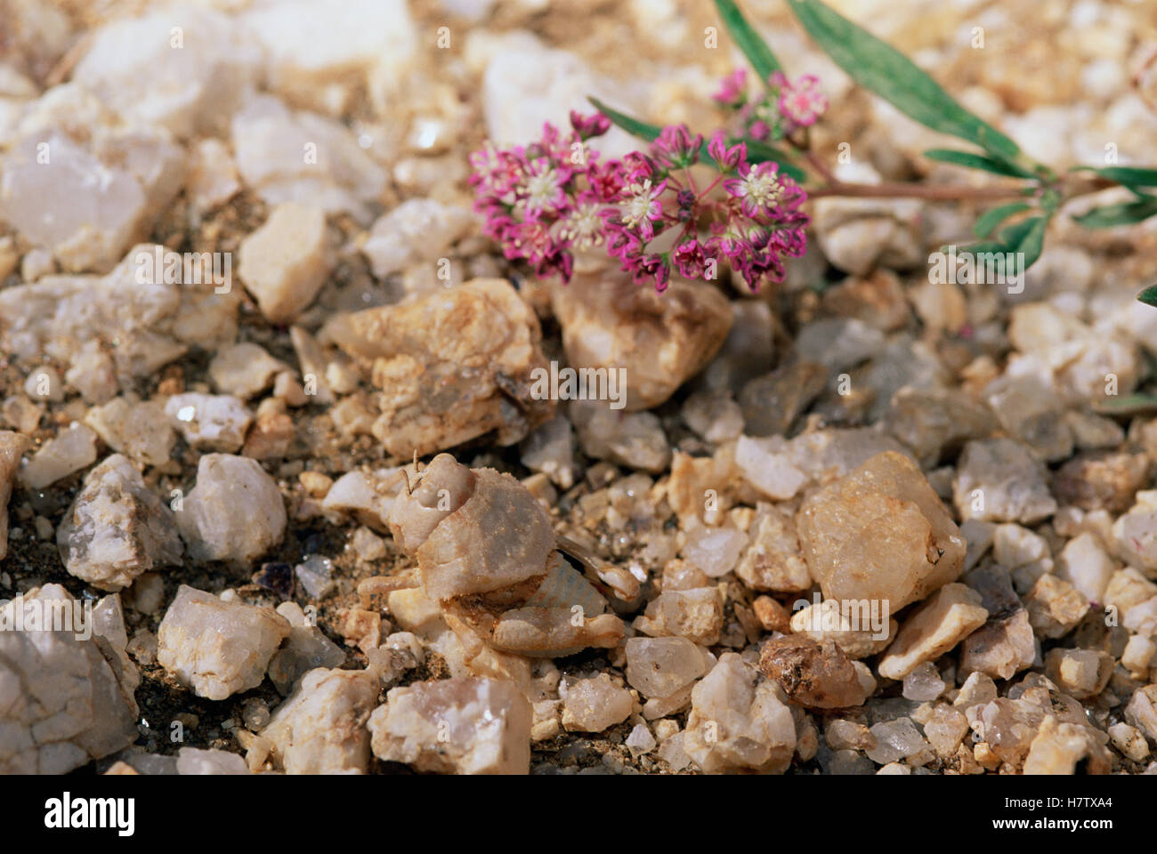 Grasshopper camouflaged as a stone, Namib Desert, Namibia Stock Photo ...