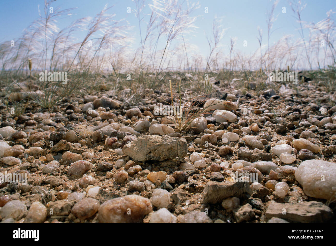 Grasshopper (Pamphagidae) camouflaged as a stone, Namib Desert, Namibia ...