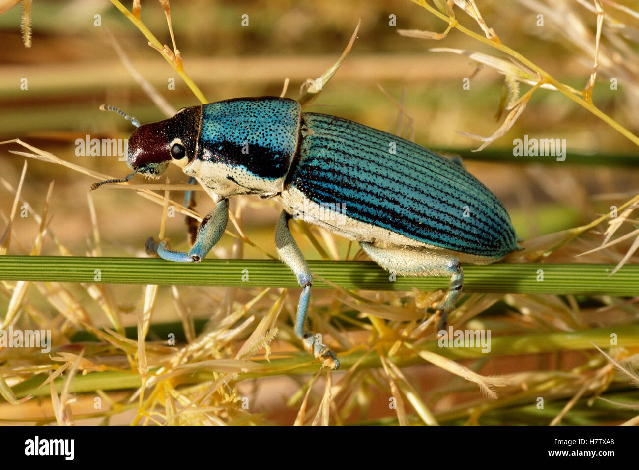 True Weevil (Leptostethus sp) on reed, Namib Desert, Namibia Stock ...